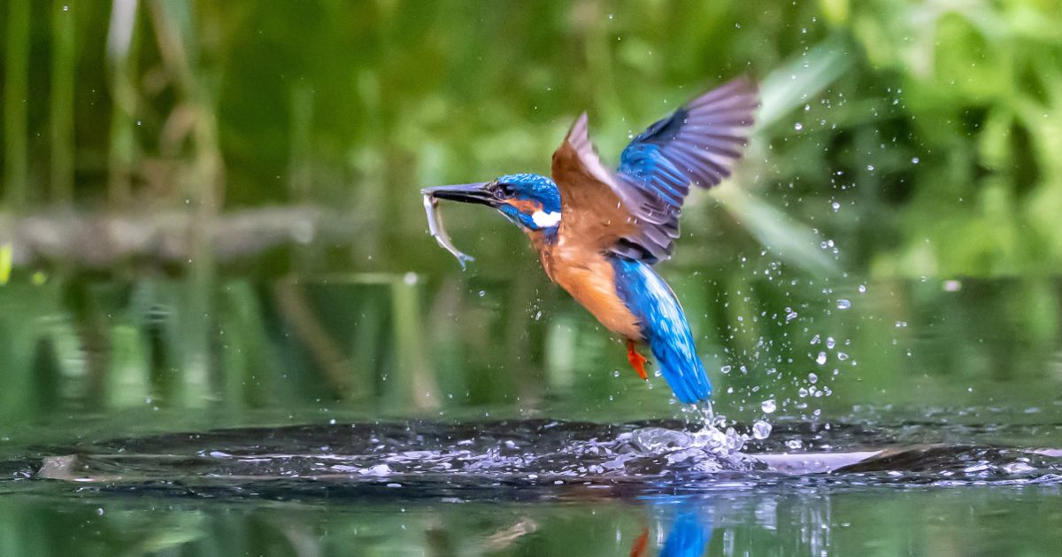 Innovate 4 Nature | Migros Commitment