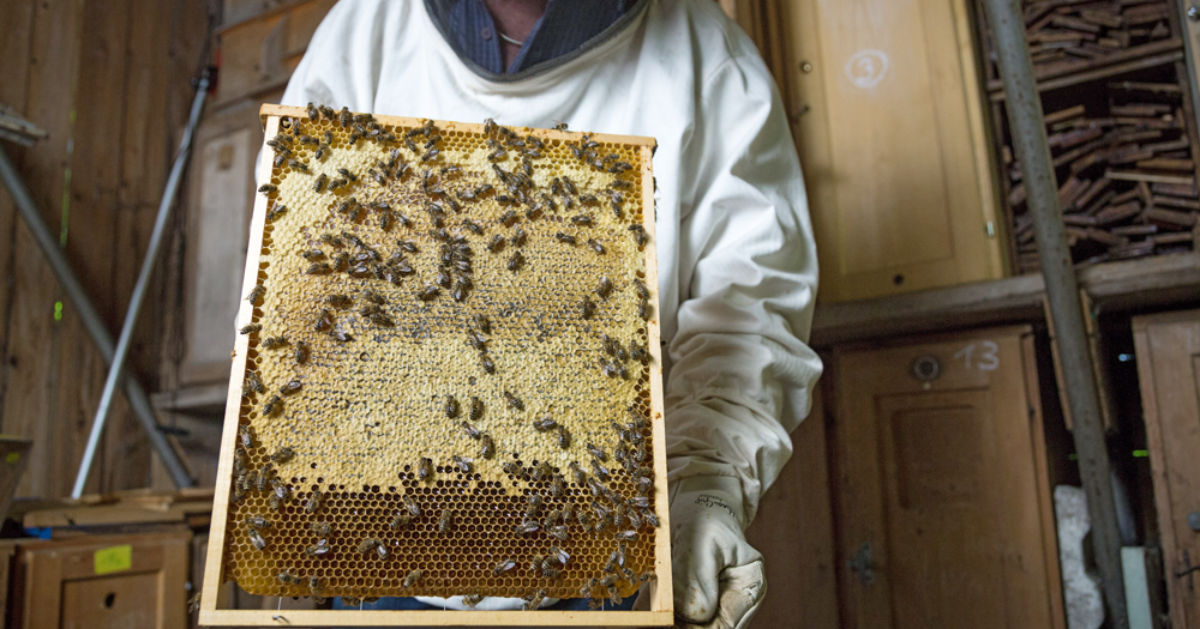Beekeeper training – saving bees | Migros Commitment